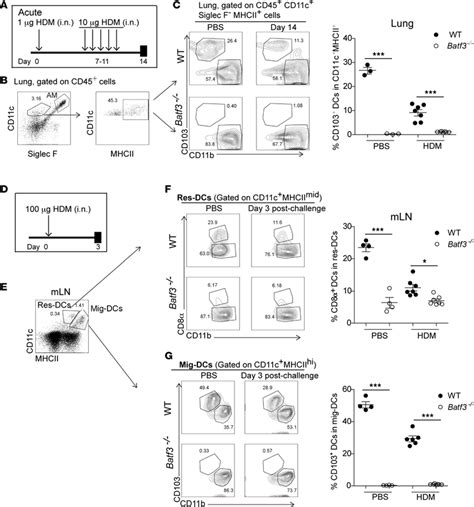 Batf3 Mice Lack Cd103 Cdc1s In The Lung And Mln And Show A