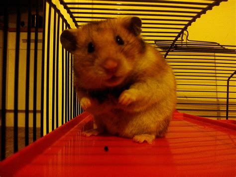 Pr Sentation Du Hamster Magazine Et Revues V T Rinaires