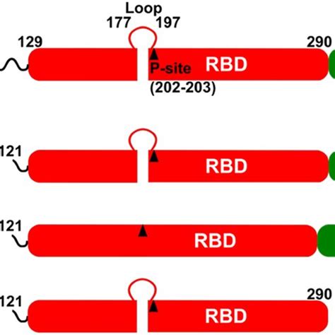 Structural Scheme Of Rassf1a And Its Truncated Variants The Topology