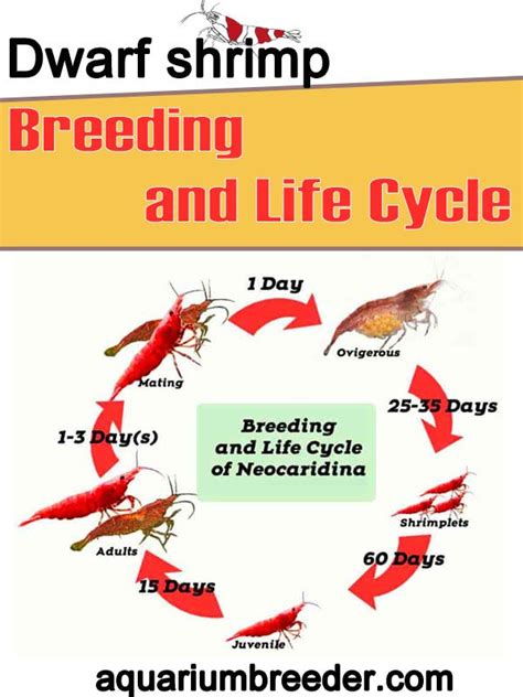 Breeding And Life Cycle Of Red Cherry Shrimp Cherry Shrimp Red