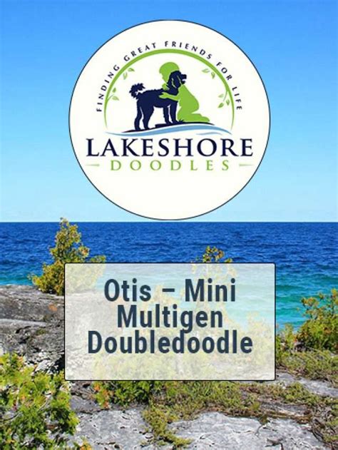 Otis Mini Multigen Doubledoodle Lakeshore Doodles