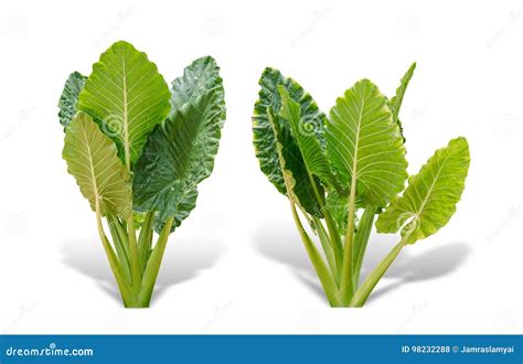 Elephant Ear Plant Or Caladium Tree Isolated On White Background Stock Photo Image Of Jungle