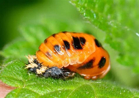 Ladybug Pupa Ladybug Planet