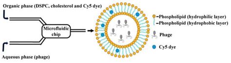 A Tat Peptide Functionalized Liposome Delivery Phage System Tat Lip