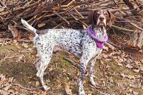 German Shepherd Pointer Mix Info Pictures Traits And Facts