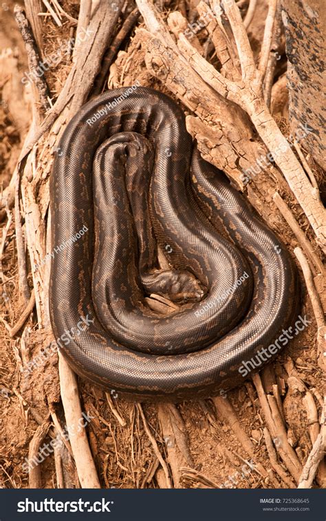 Monte Python Images Stock Photos D Objects Vectors Shutterstock