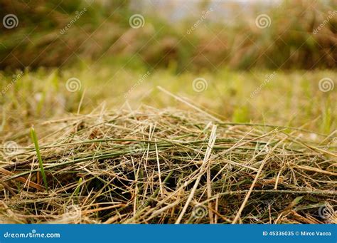 Cut Grass Stock Image Image Of Agriculture Field Natural 45336035