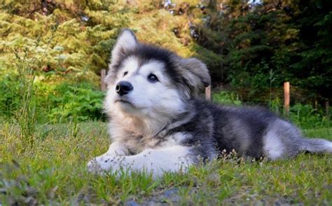 Alusky Husky Malamute Mix Info Training Puppies And Pictures