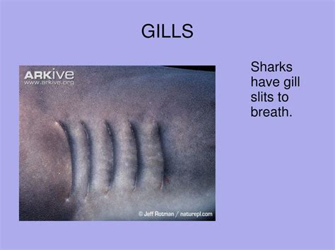 Ppt Sharks Powerpoint Presentation Free Download Id4869552