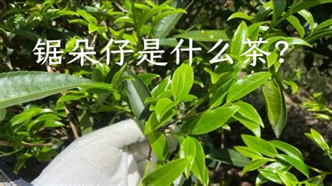 锯朵仔是什么茶？有哪些特点？ Youtube