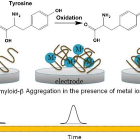 Scheme Of Amyloid Peptide Aggregation When Metal Ions Are Present 21
