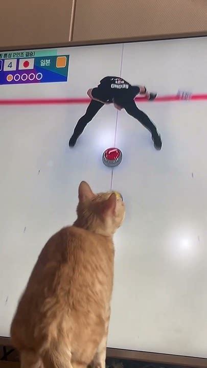 마이캣🧡 Cat 냥춘기 Catlover 길냥이구조 Cute 깜냥 Kitten 크림냥 컬링 하얼빈 Curling Youtube