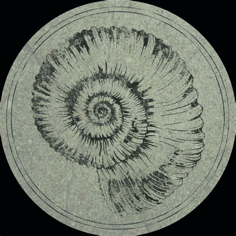 Roberto Perisphinctes Tiziani Fauk003 Fossil Archive