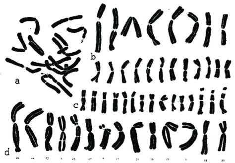 Chromosomes Of Single Grain Wheat Variety Triticum Monococum A Download Scientific