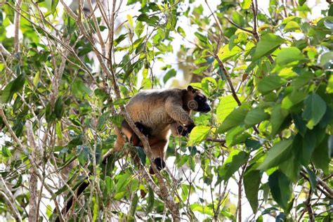 A Lumholtz S Tree Kangaroo Dendrolagus Lumholtzi Queensland