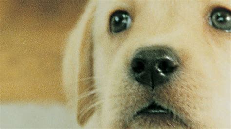Puppy Eyes 