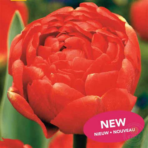 Тюльпан Айкун (Tulipa Icoon) купить луковицы в Москве по низкой цене ...