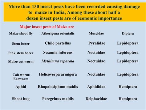 Insect Pests Of Maize Wheat And Ragi 1 Ppt Agriculture Industries