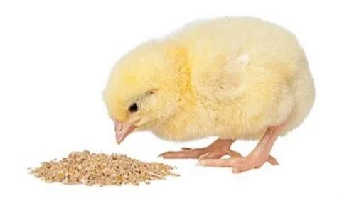 Broiler Poultry Feed Starter 50 Kg At ₹ 1600kg In Nagpur Id