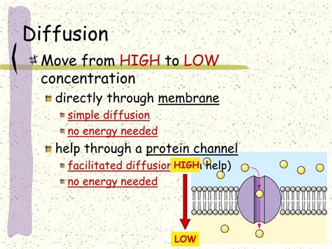 PPT Section Objectives Explain How The Processes Of Diffusion Passive Transport And Active