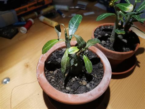 What Do My Adenium Obesum Try To Tell Me Can You Help Me Figure Out