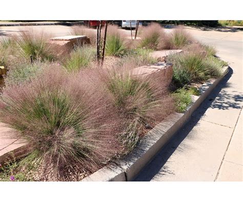 Colorado Springs Utilities Xeriscaping Undaunted Ruby Muhly