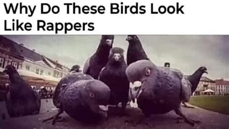 30 Bird Memes For People Who Know Birds Arent Real