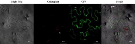 Psarro−1 Subcellular Localization The Scale Bar Is 50 µm Pm Plasma