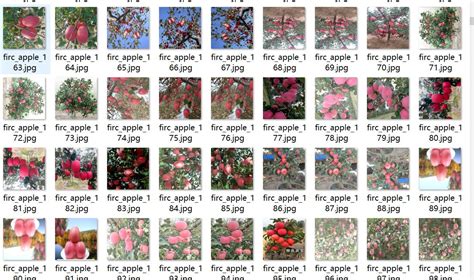 苹果成熟度检测数据集vocyolo格式2039张4类别苹果成熟度数据集 Csdn博客