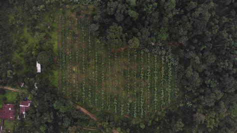 Our Syntropic Agroforestry System — Regeneration Field Institute