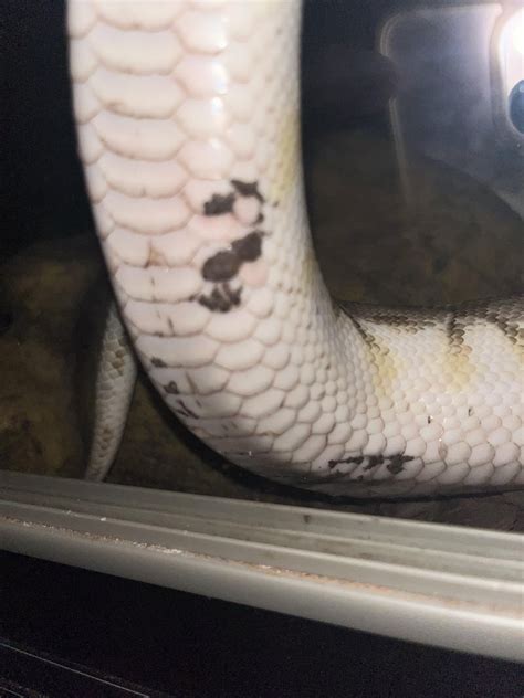 Ball Python Scale Rot Or Burn Rballpython