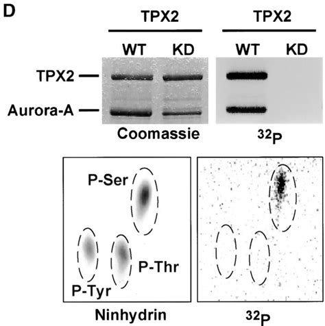 Human Tpx2 Is Required For Targeting Aurora A Kinase To The Spindle Pmc