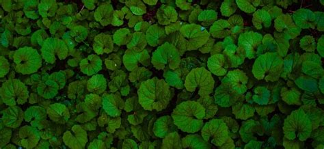 Premium Photo Beautiful Textured Plants Suface