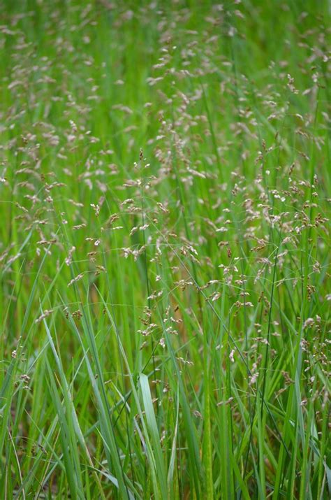 Anthoxanthum Hirtum Grass Grass For Sale Garden Catalogs