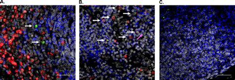 Rnascope Analysis Of Orf21 And Xbp 1 In Representative Sections Of A Download Scientific