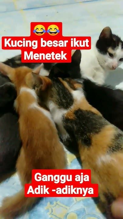 😂😂😂 Bapaknya Ikutan Netek Youtube