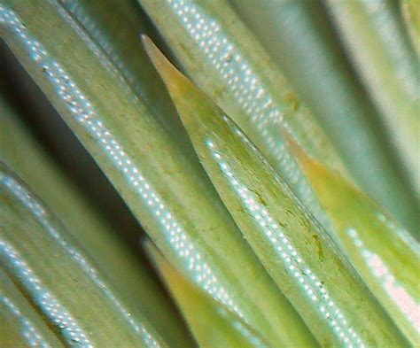 The Agatelady Adventures And Events Microscopic Pictures Of Nature