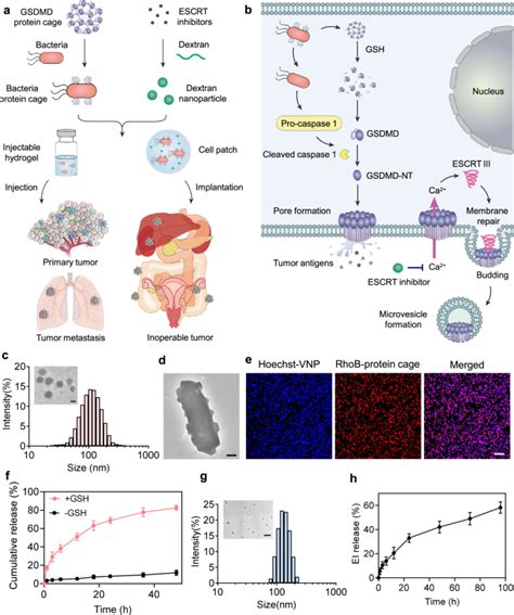 通过阻止 Escrt 依赖性细胞膜修复增强 Gasdermin 诱导的肿瘤细胞焦亡增强抗肿瘤免疫反应 Nature Communications X Mol