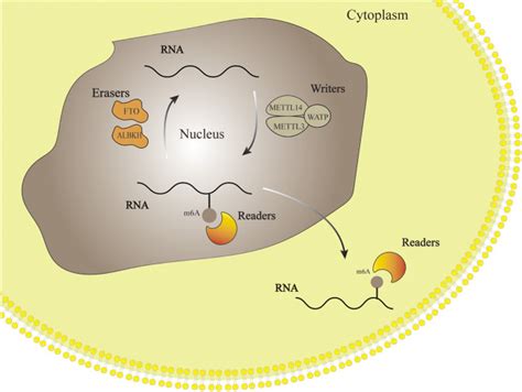 Regulatory Role Of N6 Methyladenosine M6a Modification In Osteoarthritis Pmc
