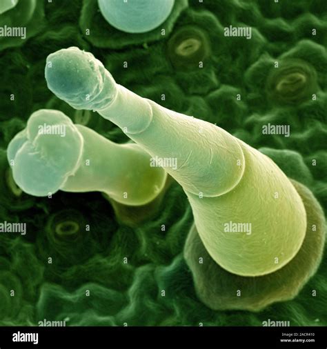 Tobacco Leaf Coloured Scanning Electron Micrograph Sem Of The Underside Of A Winged Tobacco