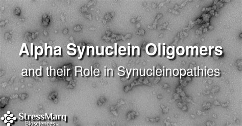 Alpha Synuclein Oligomers And Their Role In Synucleinopathies