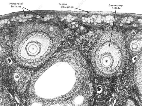 Ovary Histology Drawings Ovary Histology Over 38 Royalty Free