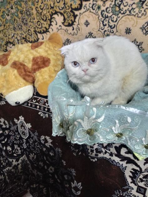 Чудесные белые шотландские вислоухие мальчики с голубыми и оранжевыми глазами 4и 5мес и пямоушки 3м