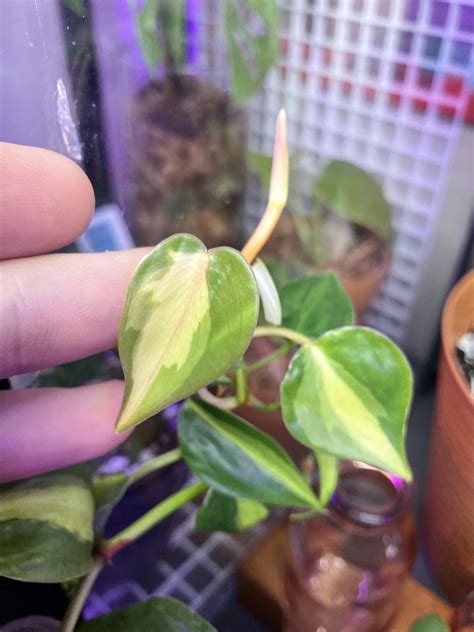 Love My Tiny Leaf Prop Rpropagation