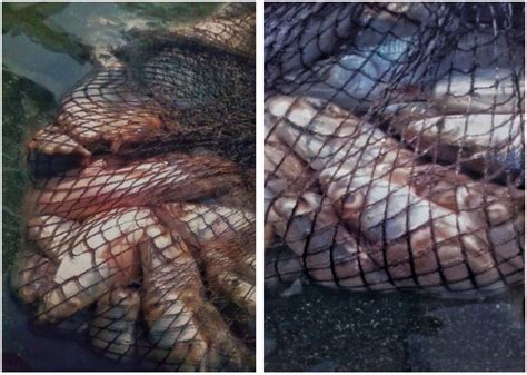 Seasonal Fish Kill Incident Leaves Thousands Of Unprofitable Commodity