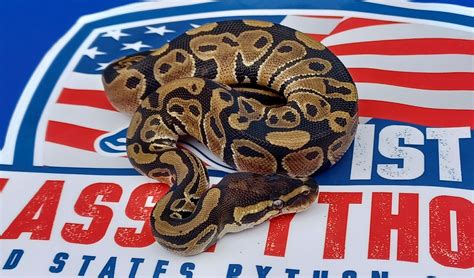 Double Het Hypopied Ball Python By 1st Class Pythons Morphmarket