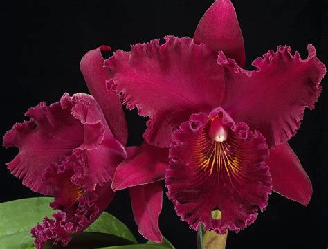 Blc Bryce Canyon Splediferous X Edisto Newberry Muda Orquideas Ocotea