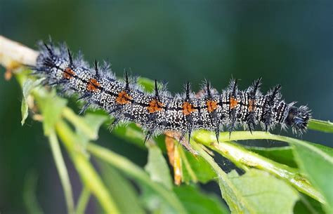 Common Caterpillars And Butterfly Larva With Species And Photos