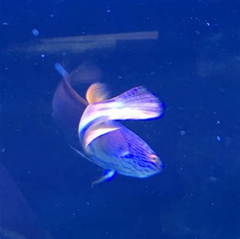 Fs Lineatus Fairy Wrasse Reef2reef Saltwater And Reef Aquarium Forum