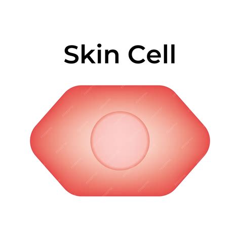 Premium Vector Skin Cell Vector Illustration